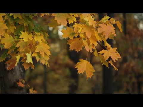 Birdsongs in the nature (Relaxation Films)