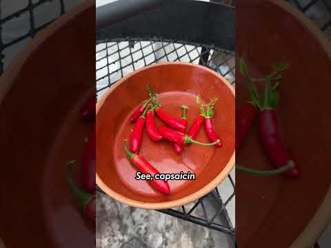 Can't Handle Heat/Spice? Here's how to increase your tolerance 🌶️🥵 #spicyfood #peppergrower #spicy
