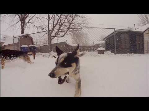 Blue Heeler Puppy's First Snow!! @GoPro