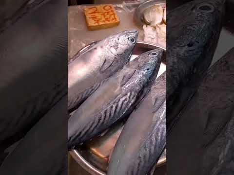 #short.Fresh Bullet Tuna Fish/Tulingan Na Isda #satisfying #fish #isda @felyganzagan2822