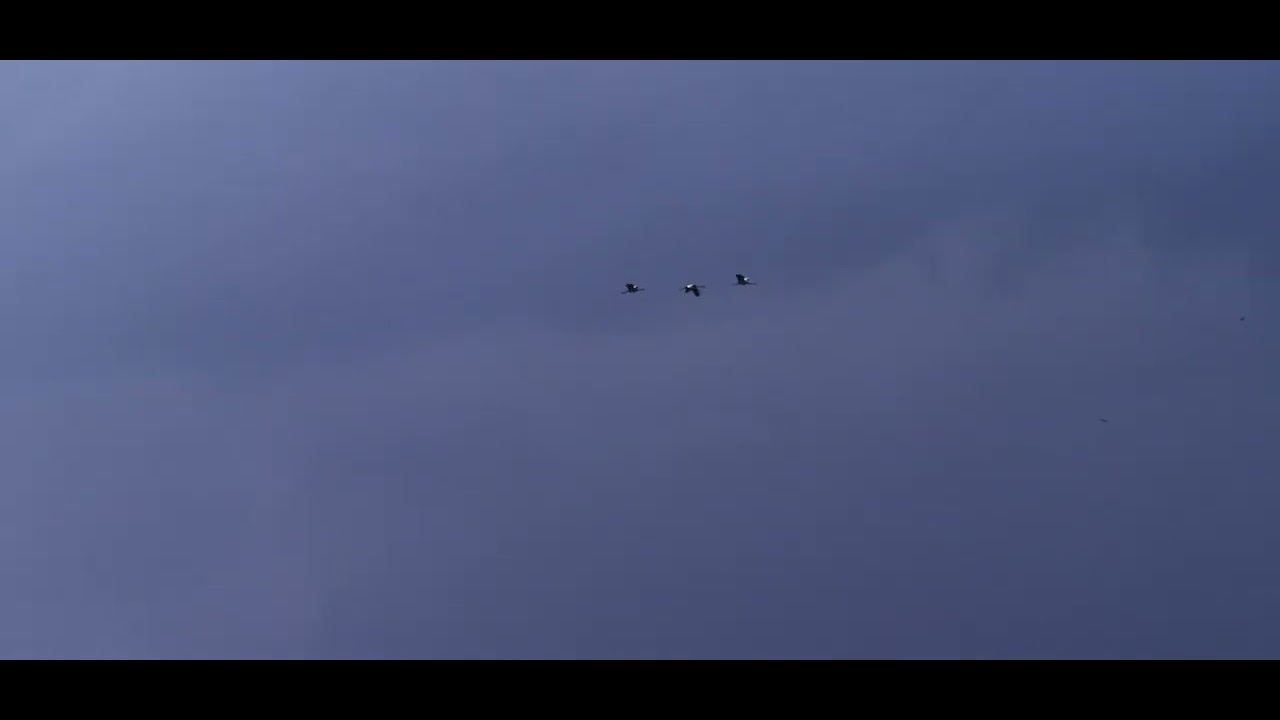 Birds flying in the distance against storm cloud formations | Free Stock Video Footage