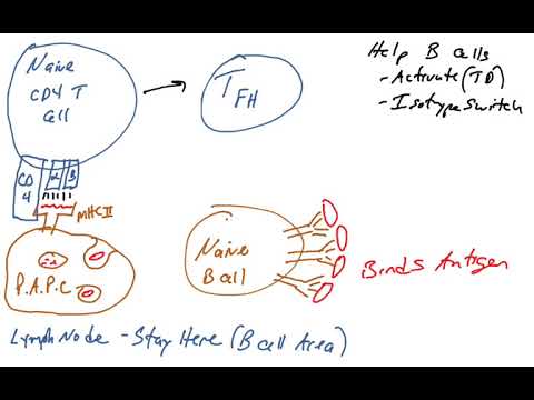 Tfh Helper T cell effector function