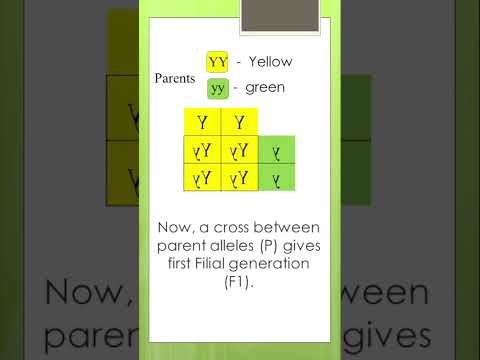 What a Monohybrid Cross looks like | Concepts of Biology #learnwithgs
