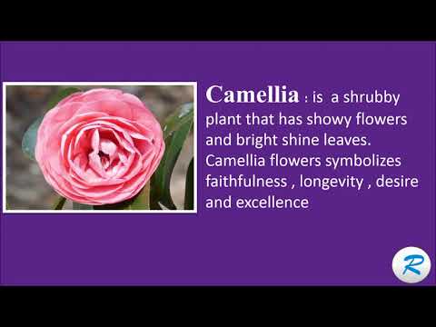 How to pronounce Camellia