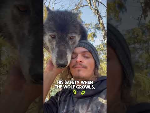 This man is best friends with wolves π± @Liondad_1987