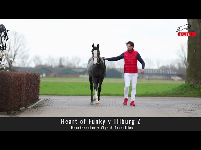 Horse Sales. Auction | Heart of Funky v. Tilburg Z