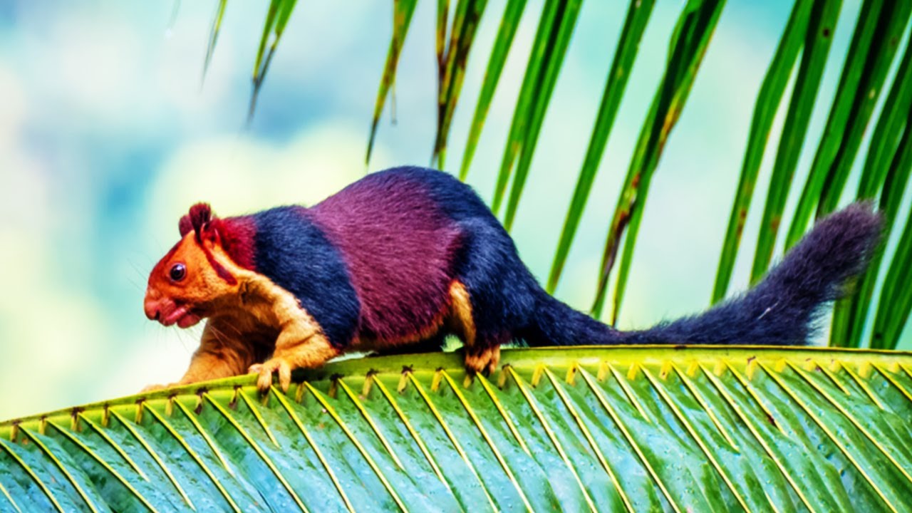 10 Most Beautiful Squirrels In The World