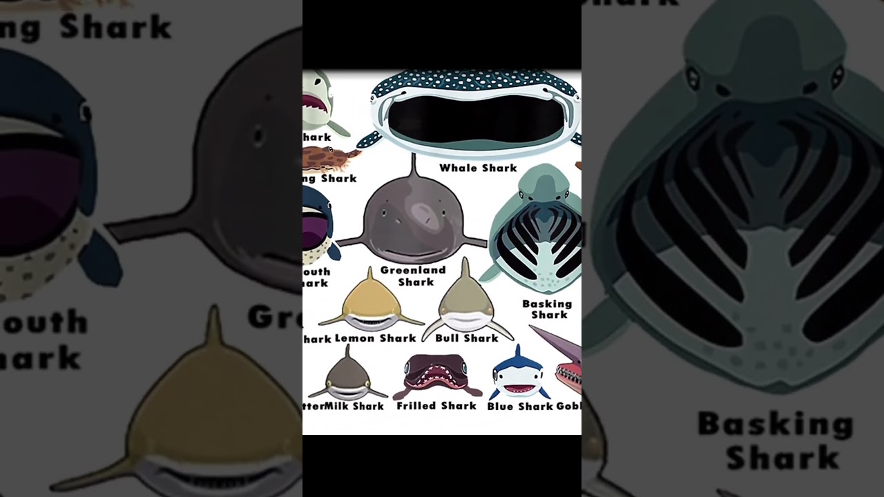 Cookie cutter shark