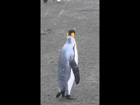 Le cocorico du manchot