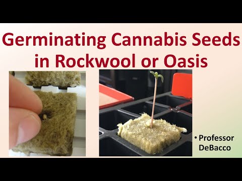 Germinating Cannabis Seeds in Rockwool or Oasis