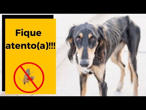 ❌ LEISHMANIOSE CANINA: Quais os principais sintomas? 🐶😱