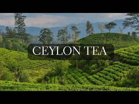 The Art of Ceylon Tea 🇱🇰 Exploring Sri Lanka's Tea Country and Learning History of Ceylon Tea