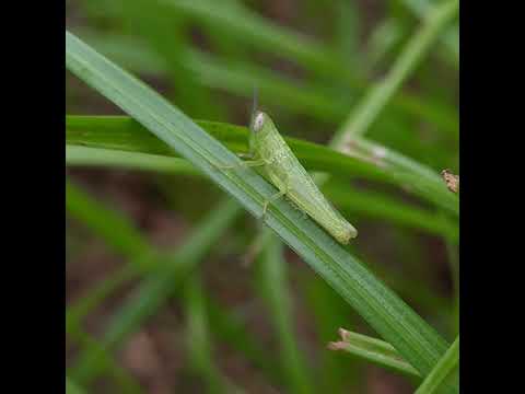 Tiny-Nymph Grasshopper-202nd. #tiny #green #grasshopper #plural #eyes #abdomen #antenna #birdsounds