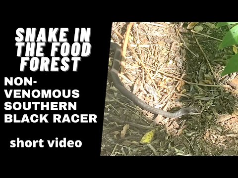 Snake in the Food Forest | Non-Venomous Southern Black Racer #Shorts