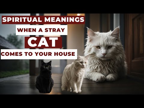Spiritual Meanings When A Stray Cat Comes To Your House