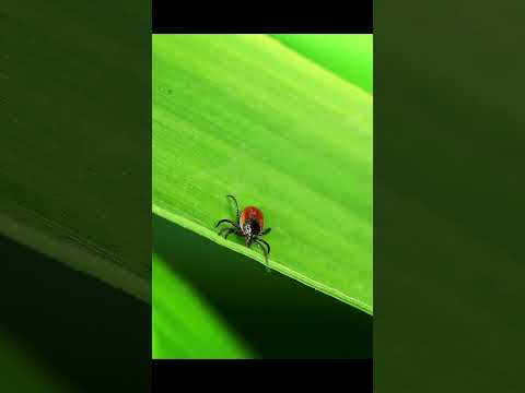 Tularemia: A Hidden Menace #history #science #education #shorts #medschool