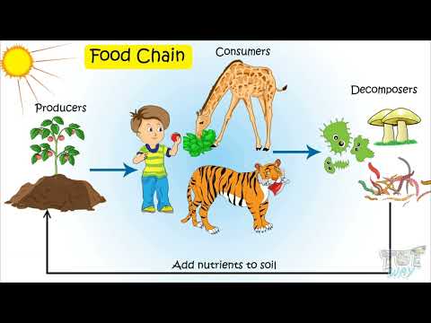 Food Chain | Producers, Consumers, Decomposers | Food Chain in Pond & Garden | Science