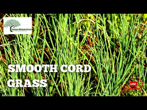 SMOOTH CORD GRASS - TN NURSERY