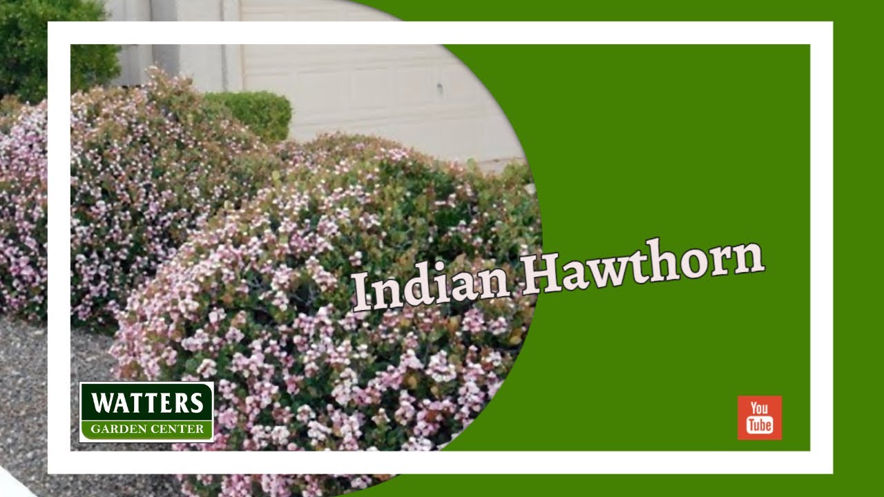 May Companion Plants -  Indian Hawthorne