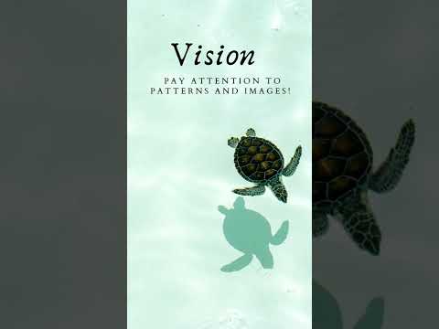 The Turtle Spirit Animal Is Guiding YouâRefuse the Lesson and Repeat the Cycle