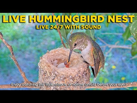 ❤️ LIVE STREAMING HUMMINGBIRD NEST CAM. WORLD FAMOUS OLIVE AND HER CHICKS - FROM EGG TO FLEDGE 🐣 🐥