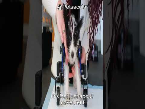 Dog Wheelchair Review for Large Dogs: Is This Vet-Approved Mobility Aid Worth It?