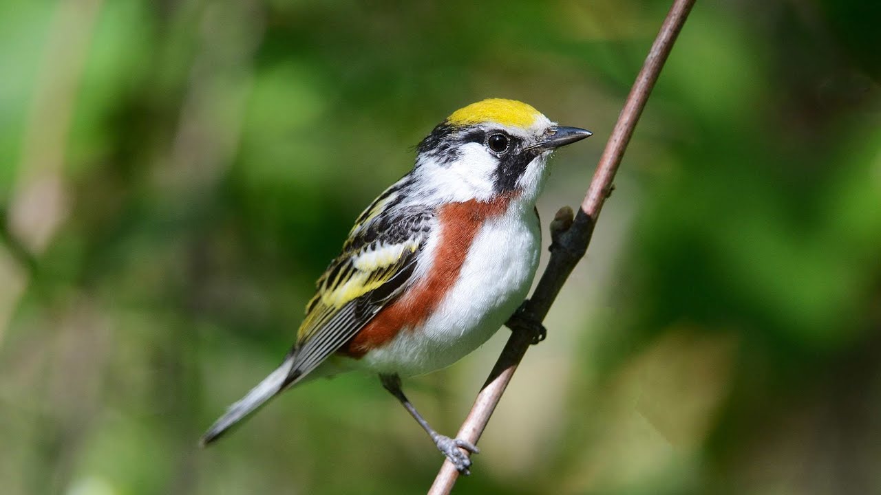 Chestnut-sided Warbler Portrait