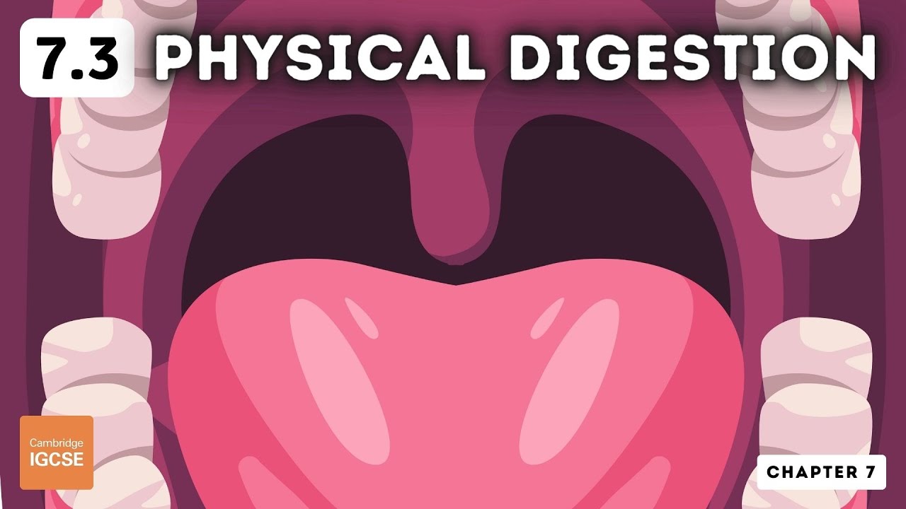 Understanding Physical Digestion: A Comprehensive Guide to IGCSE ...