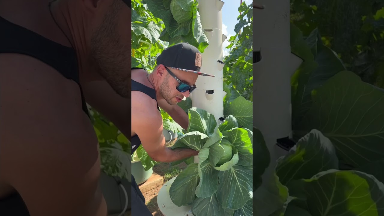 Growing #strawberries  🍓 , bock choy, cabbage, and flowers on aeroponics flowers. #verticalfarming