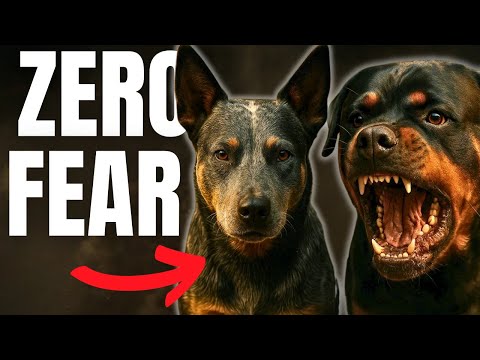 7 Dog Breeds That Never RETREAT...