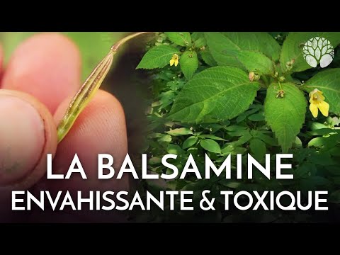 la balsamine envahissante et toxique | Chaque jour que Dieu fait