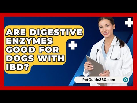 Are Digestive Enzymes Good For Dogs With IBD? - PetGuide360.com