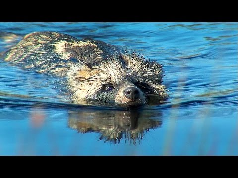 De wasbeerhond, een bijzonder dier in de hel van China – Monique Schouten
