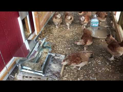 Grandpa’s Feeder Day 1