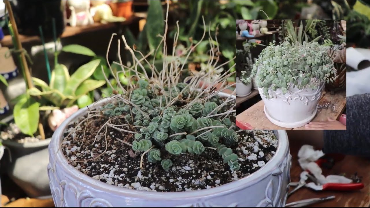 Compartiendo El Cuido De Sedum Sieboldii