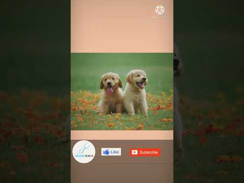 Cute puppy meaning in HINDI/URDU | Pronounce | Pronunciation | Example | Sentence | #Shorts