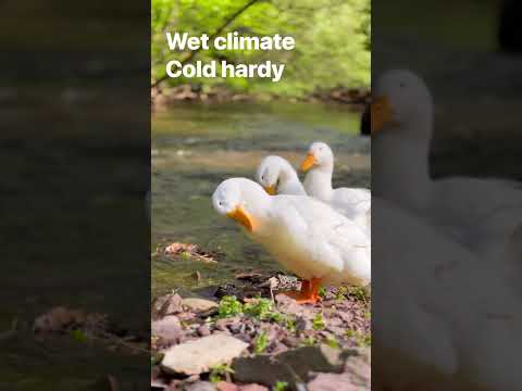 Why Ducks Instead of Chickens for our homestead
