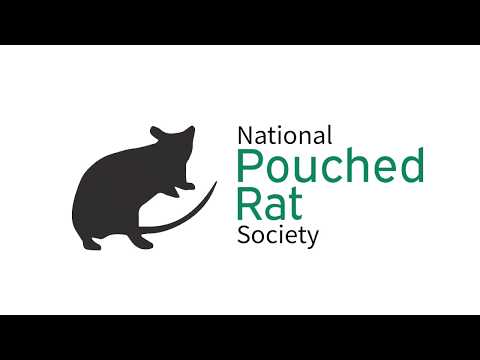 We are the National Pouched Rat Society Gambian Pouched Rat