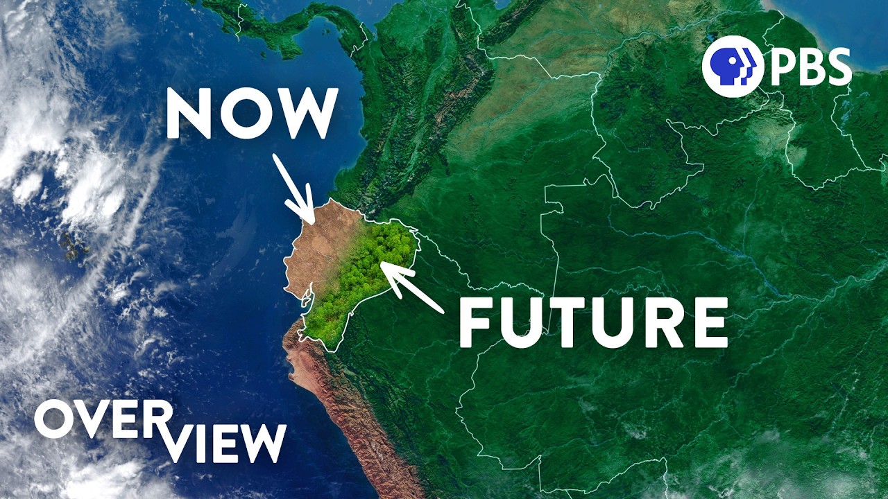 Why This Unusual Pattern May Save the Rainforests