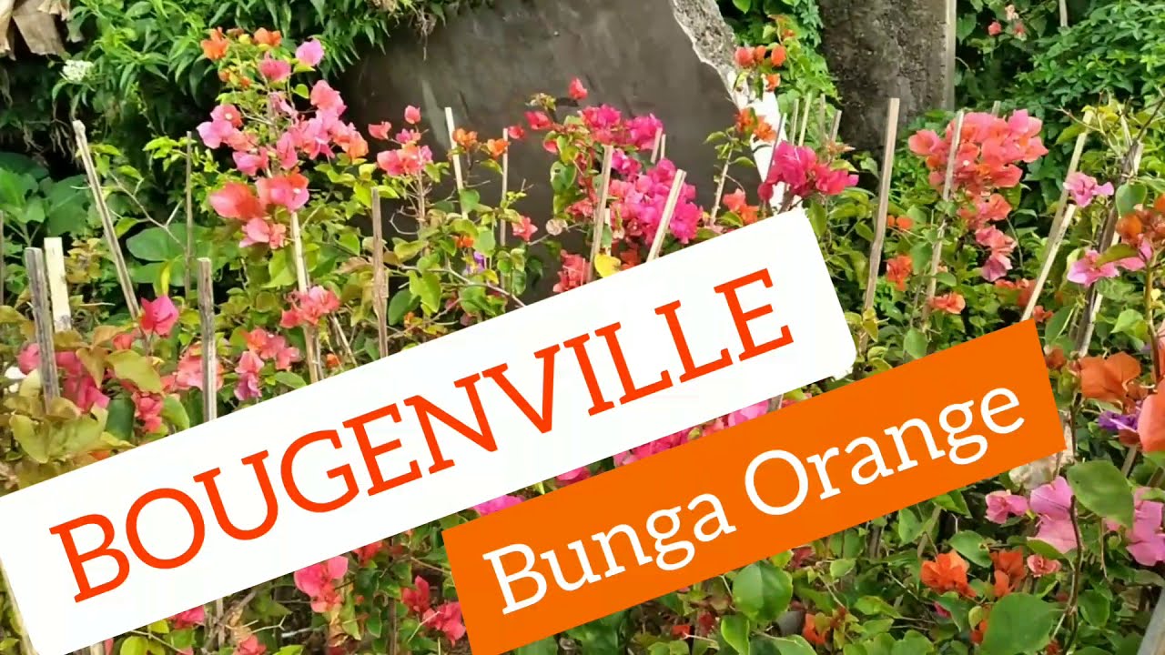 Tukang Taman Jual Bougenville Bunga Orange|Mengenal Tanaman Hias Episode 31