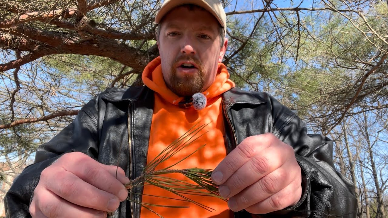 Japanese Red Pine Identification 