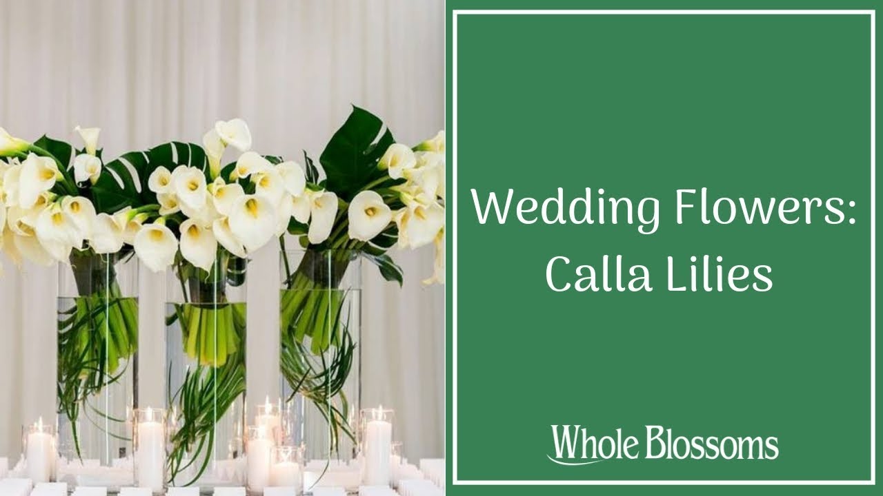 Wedding Flowers: Choose Calla Lilies for Budget-Friendly Marriage