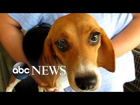 Massive beagle rescue