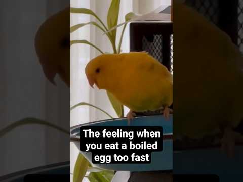 Bird is neither a goldfish nor choking #bird #goldfish #boiledeggs #parakeet #shorts