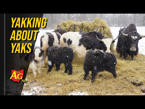 Yaks in Ohio: A farm that loves the cold