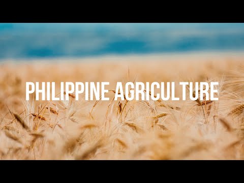 What Happened To The Philippine Agriculture?