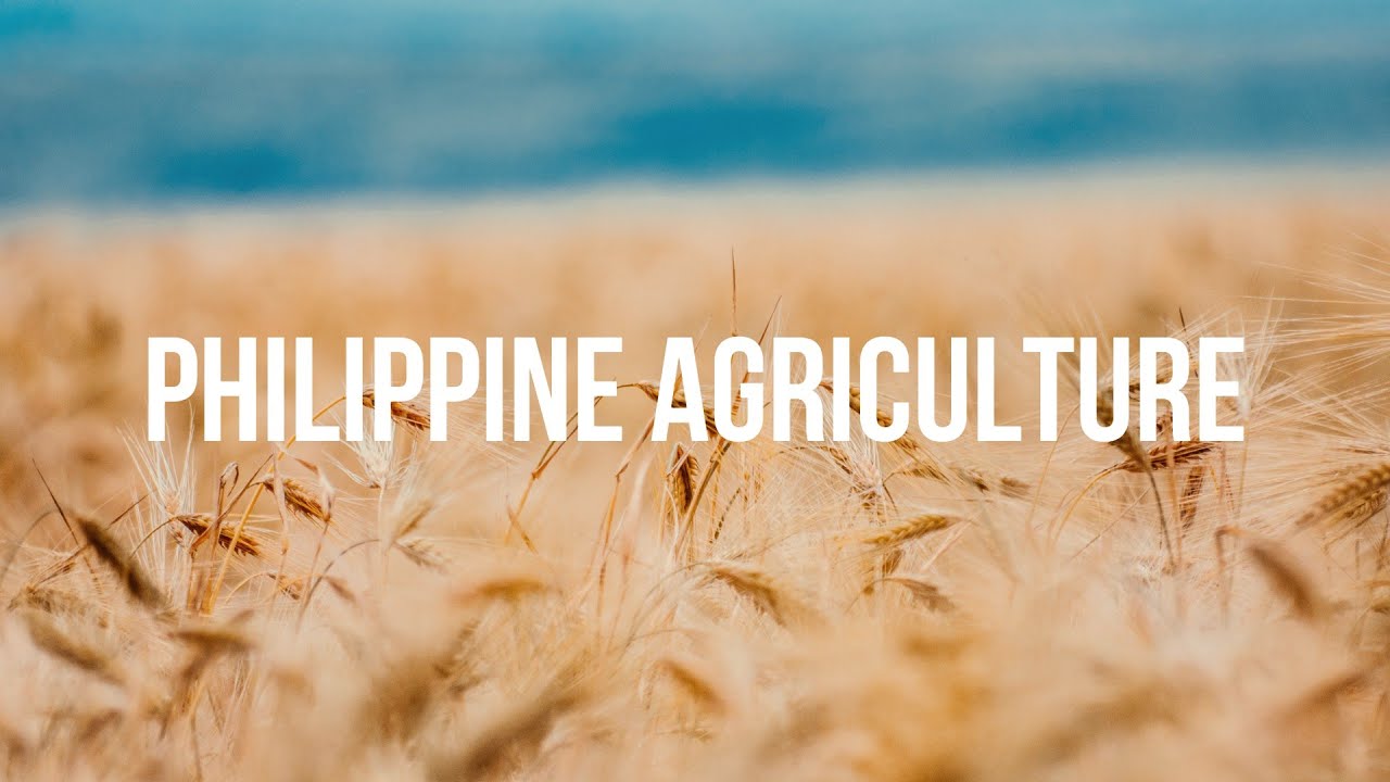 What Happened To The Philippine Agriculture?
