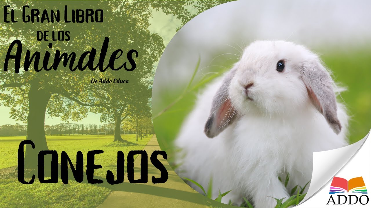 ¡TODO sobre LOS CONEJOS para NIÑOS!