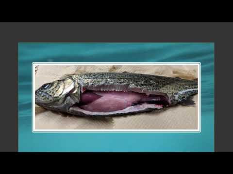 Let's Get Wet! An Introduction to Aquatic Veterinary Medicine