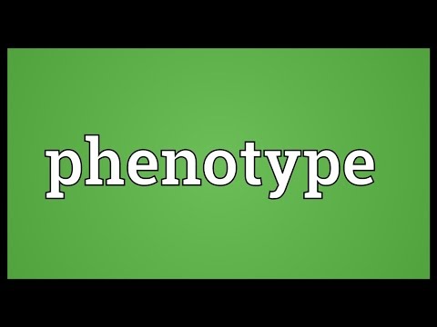Phenotype Meaning